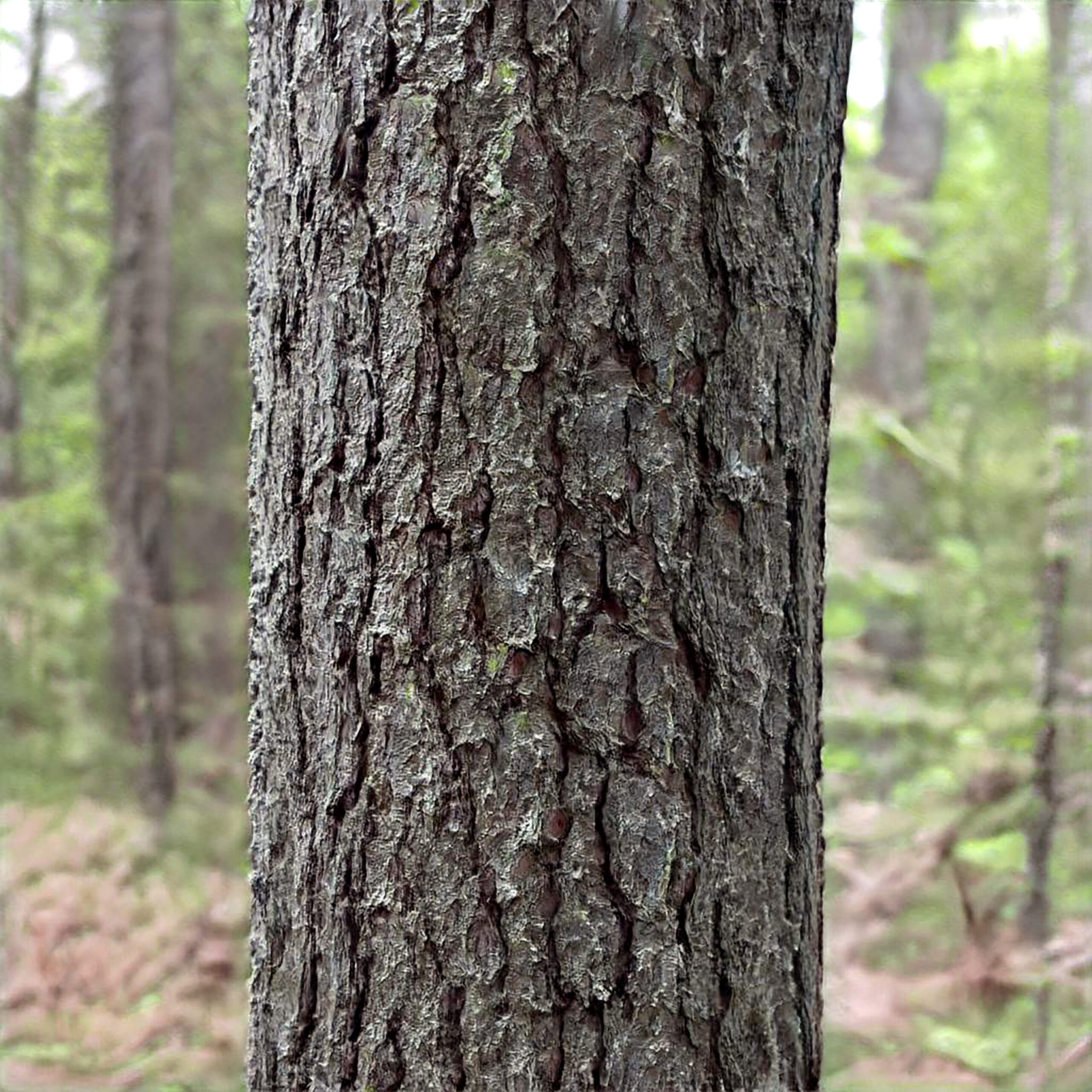 Ghost Pines: The Haunted Forests of a Machine Learning Dataset – Mn Artists