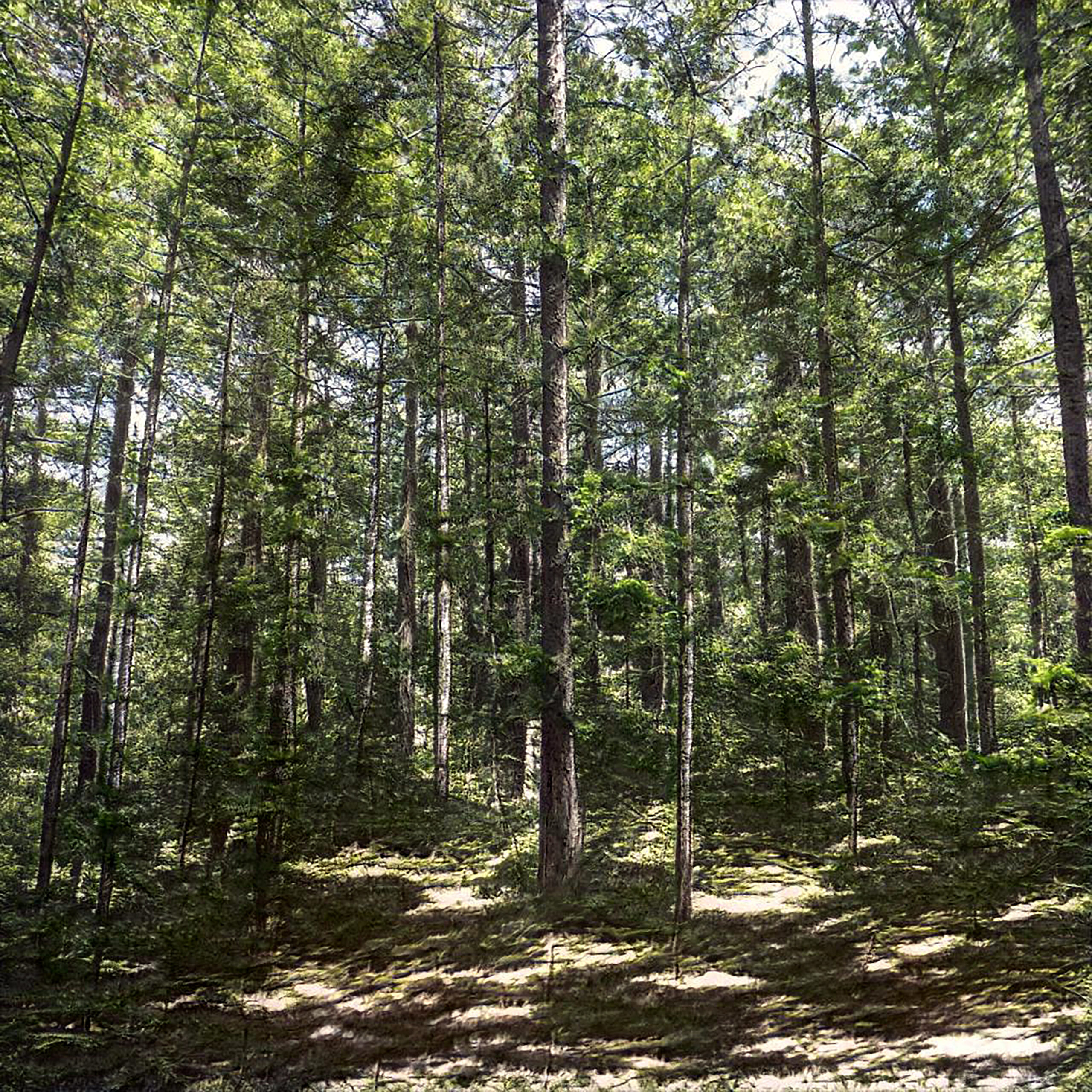 Ghost Pines: The Haunted Forests of a Machine Learning Dataset – Mn Artists
