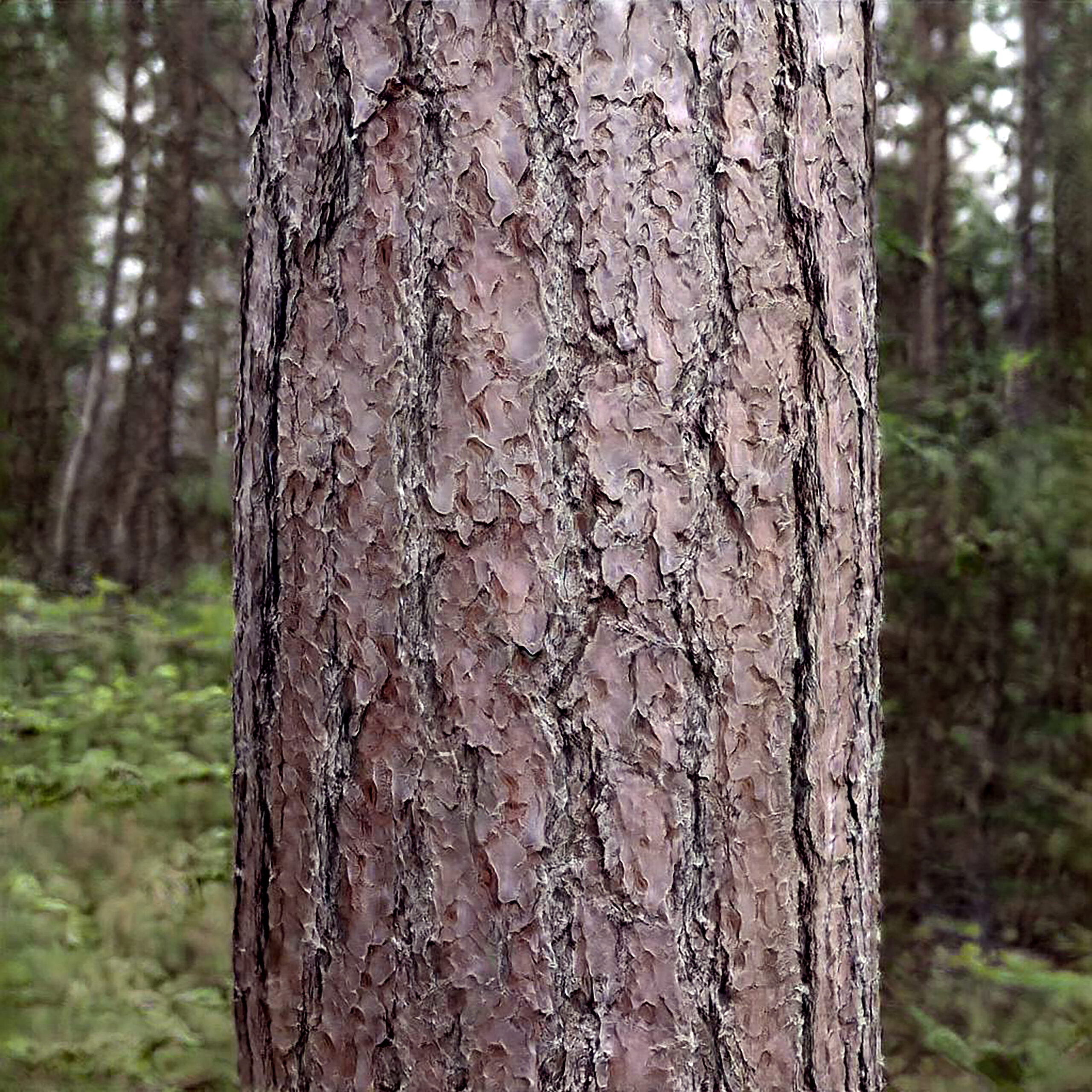 Ghost Pines: The Haunted Forests of a Machine Learning Dataset – Mn Artists