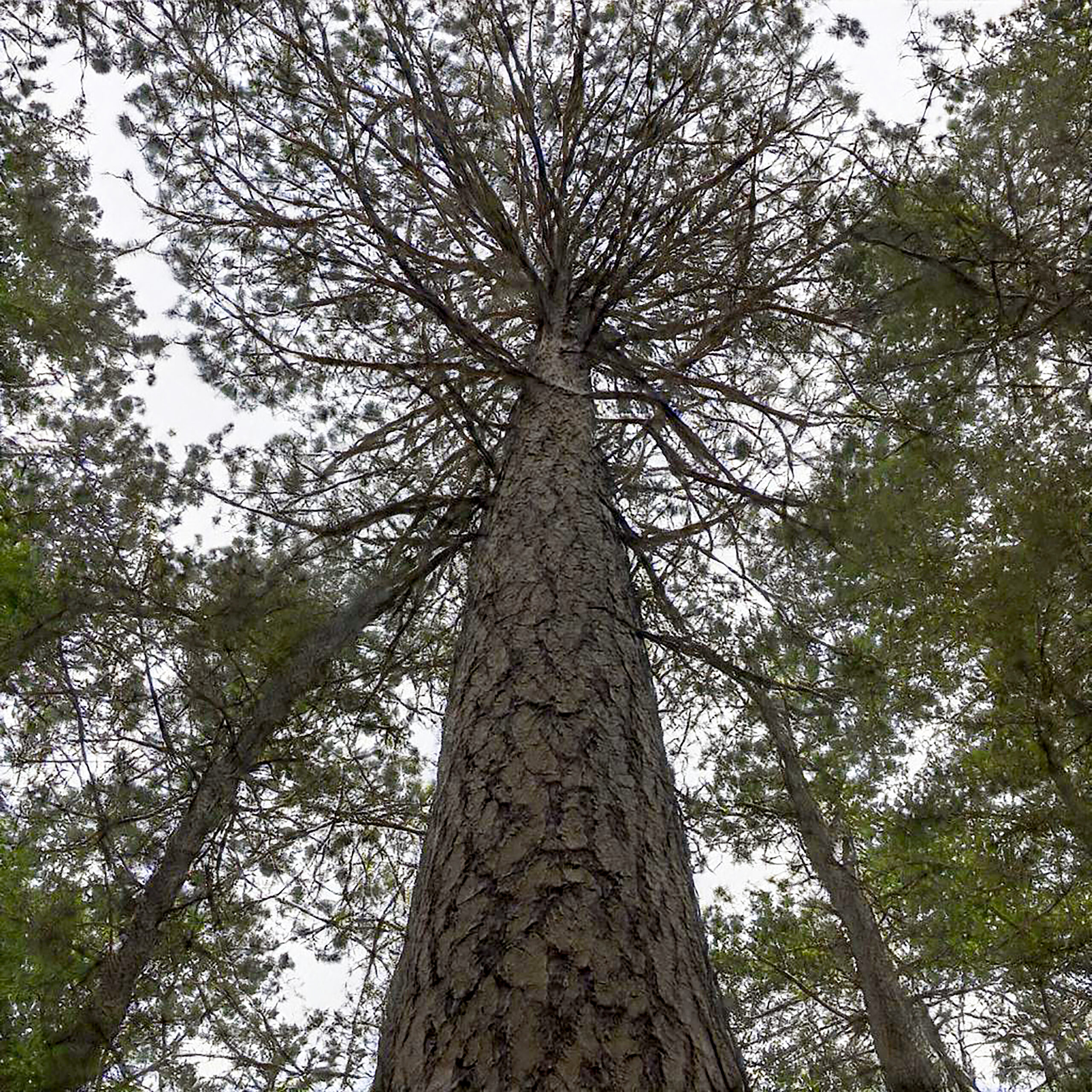 Ghost Pines: The Haunted Forests of a Machine Learning Dataset – Mn Artists