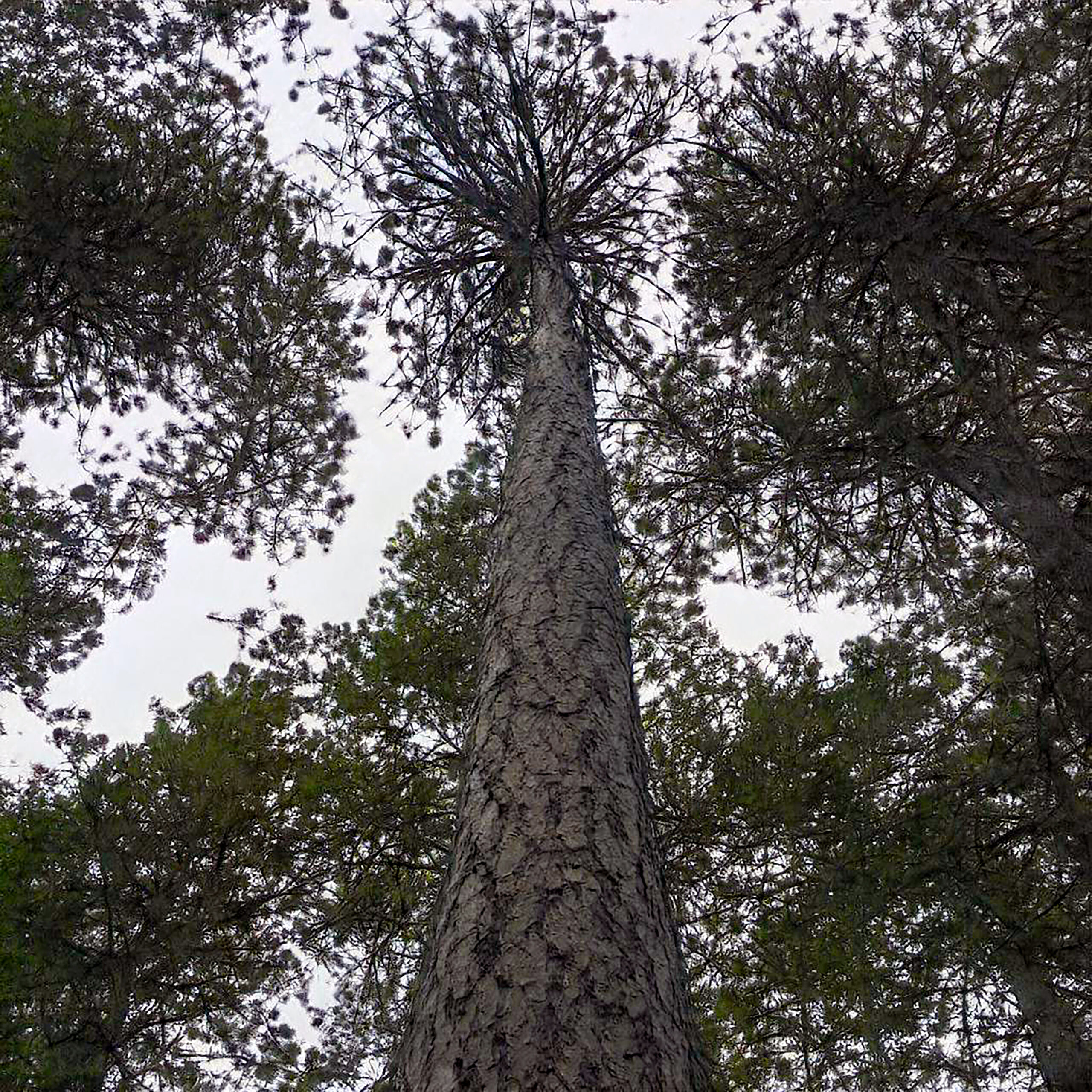 Ghost Pines: The Haunted Forests of a Machine Learning Dataset – Mn Artists